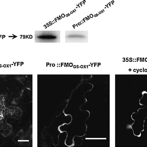 Subcelluar Localization Of The Fmogs Ox1yfp Protein A Western Blot