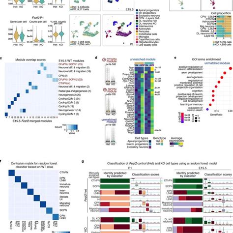 Molecular Developmental Trajectories Of Neocortical Cell Types A Urd Download Scientific