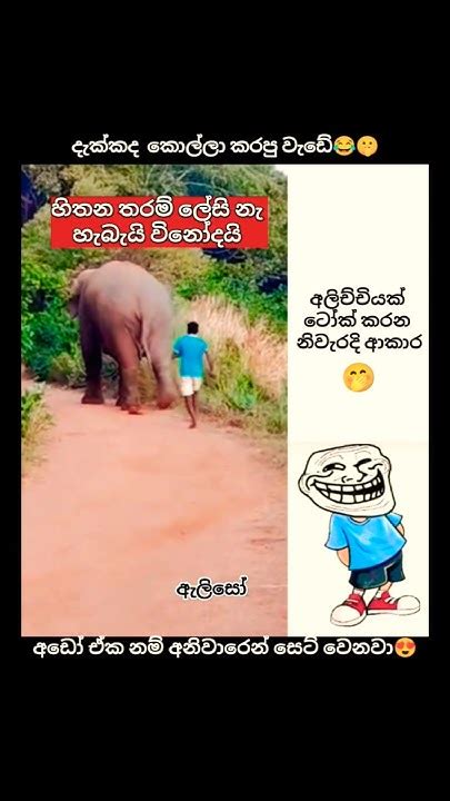 බලන්න කෝ අලියට කරන දේ Youtube
