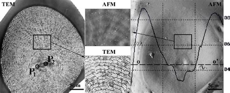 Micrographs Of Se Spherulite In Amorphous Matrix Tem Indicating