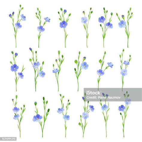 아마 또는 아마씨는 줄기에 옅은 푸른 꽃이 있는 재배 꽃 식물 종으로 큰 벡터 세트 0명에 대한 스톡 벡터 아트 및 기타 이미지