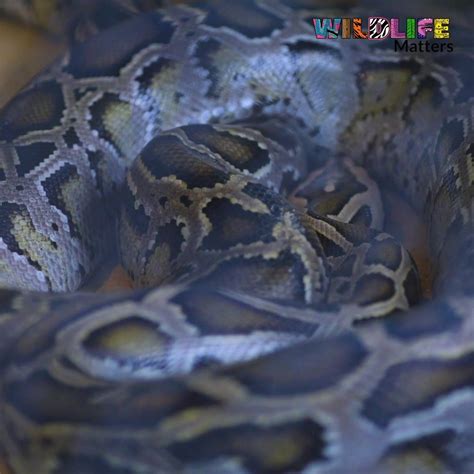 Reticulated Vs Burmese Pythons Whats The Difference Lets Talk