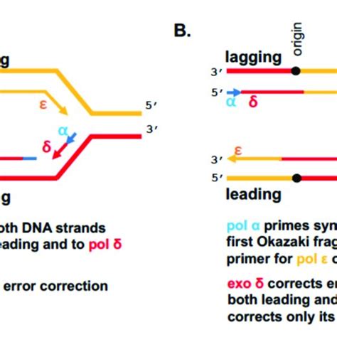 Pdf Dna Polymerases At The Eukaryotic Replication Fork Thirty Years After Connection To Cancer