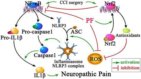 Schematic Showing How Pf Inhibits Nlrp3 Inflammasome Activation And