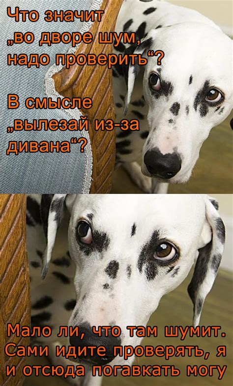 Тяжелая собачья жизнь Пикабу