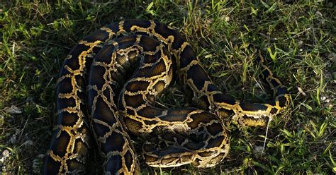 Floridas War With Invasive Pythons Has A New Twist Wired