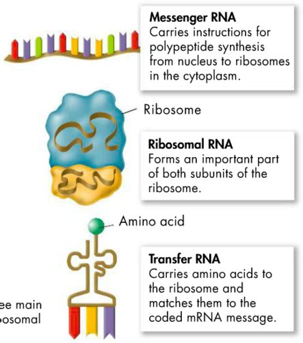 13 1 Rna Flashcards Quizlet