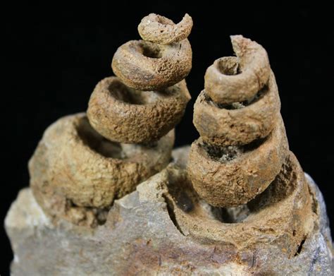Large Spiral 34 Gastropod Fossils Morocco 28836 For Sale