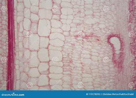Stem With Sieve Cells Under The Microscope Royalty Free Stock Image