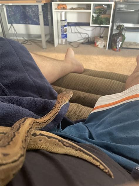 My Ball Python Babies 🥰 Rsnakes