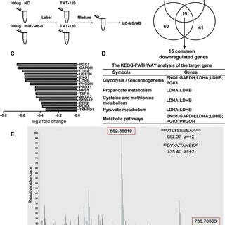 TMT Quantification Labeled Protein Expression Analysis Of Cells With Download Scientific