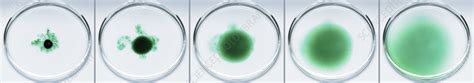 Diffusion Of Dye In Water Stock Image C058 6953 Science Photo Library