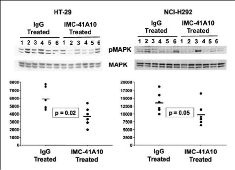 Imc 41a10 Inhibits Phosphorylation Of Mapk In Ht 29 And Nci H292 Tumor Download Scientific