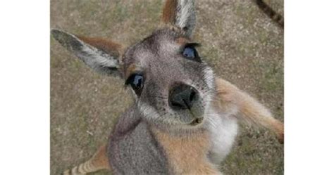 Популацията на животните в дивата природа е намаляла наполовина