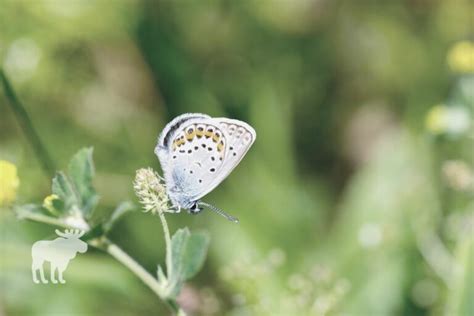 What Do Karner Blue Butterflies Eat — Forest Wildlife