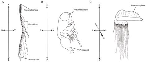 Colony Orientation In Siphonophores A Anterior P Posterior D Download Scientific Diagram Colony Orientation In Siphonophores A Anterior P Posterior D Download Scientific Diagram