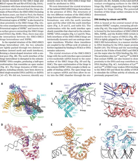 Dna Binding By Cohesin And Nipbl C A Structure Of The Cohesin Nipbl