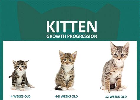 Kitten Growth Progression Kittens Olds Growth
