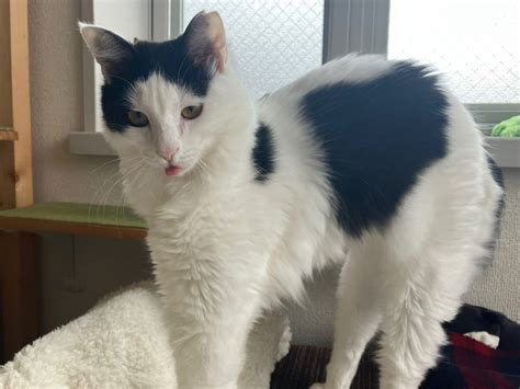 ねこふんじゃった。 どらにっき