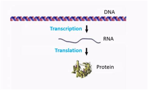 Transcription And RNA Processing Flashcards Quizlet