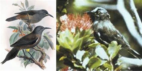 Listen To The Last Song Of The Kauaʻi ʻōʻō