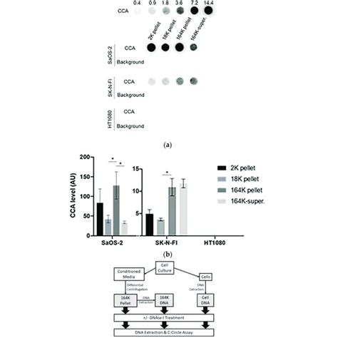 Purification Of The Exosomes By Iodixanol Density Gradient Separation Download Scientific