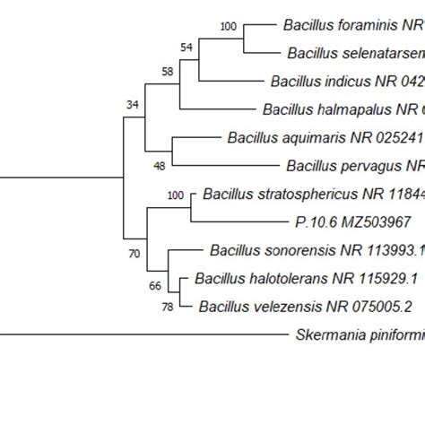 The Phylogenetic Tree Of Isolate P106 Download Scientific Diagram