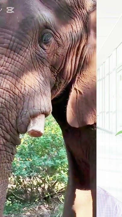 هل يستطيع الفيل أن يقفز Youtube