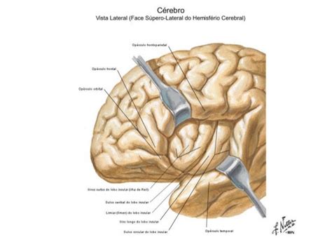 Cortex Cerebral
