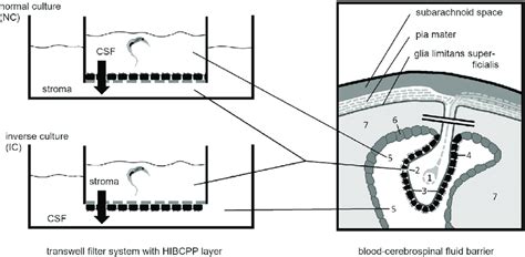 Anatomical Structure Of The Choroid Plexus And Schematic Representation Download Scientific