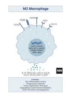 Macrophage Definition Structure Mechanism Functions Biology