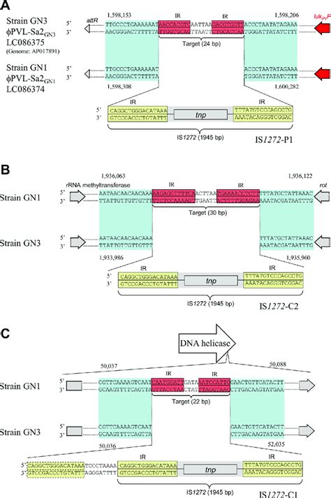 Evidence Of Inverted Repeats Ir Replacing Transposition For Is1272 Download High