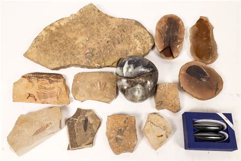 Fossilized Insects And Bivalves 150832