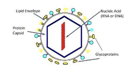 Lecture 7 Viruses Flashcards Quizlet