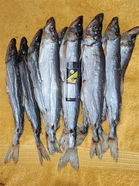 Корюшка зубастая. Камчатка. За 1 кг, в наличии. Цена: 2 600₽ во ...
