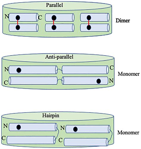 Schematic Illustration Of Single Cys Location In Parallel