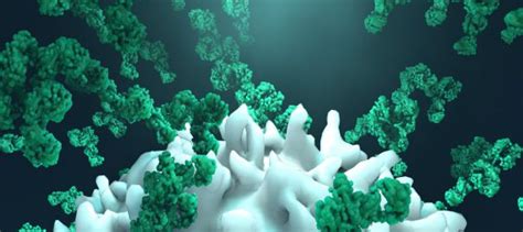 Adc Toxicity Creative Biolabs Adc Blog