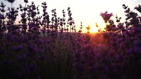 Lavender At Sunset Blooming Lush Violet Lavender Flowers In Golden
