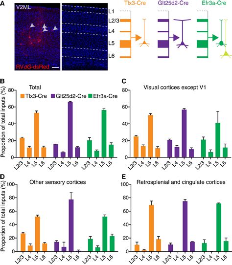 Three Types Of Cortical Layer 5 Neurons That Differ In Brain Wide Connectivity And Function Neuron
