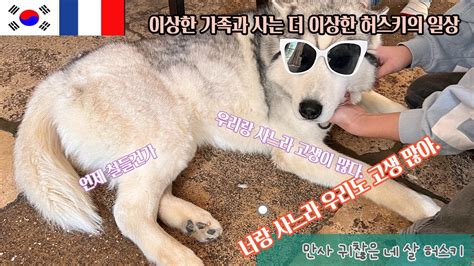 Real 고서방 스토리 이상한 가족과 사는 더 이상한 허스키 이야기 Youtube