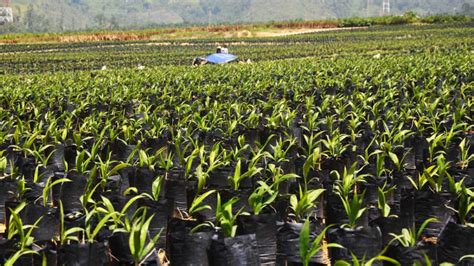 Palm Oil News India Emerges As The Largest Importer Of Germinated Oil Palm Seeds From Malaysia