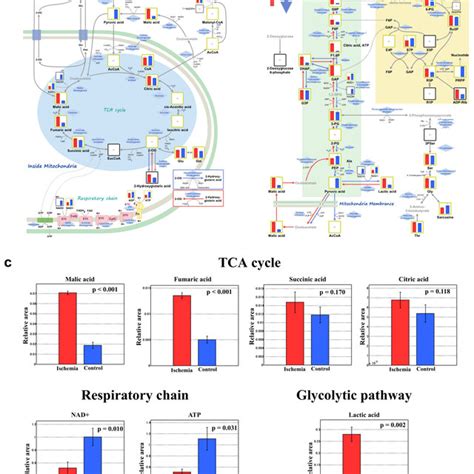 Comprehensive Comparative Analysis Between The Ischemia And Control