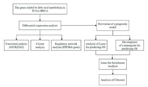 Technology Roadmap For Fatty Acid Metabolism Related Gene Prognostic Download Scientific