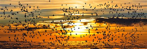 1010 Dia Mundial De La Aves Migratorias Fundación Global Nature
