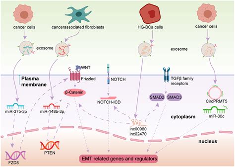 The Role Of Exosome‐derived Non‐coding Rnas In Emt Processes