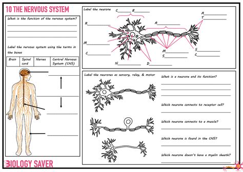 Gcse Biology Revision Mats 10 The Nervous System Teaching Resources