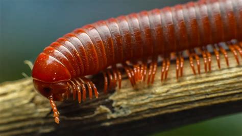 Millipedes Control Durham And Toronto Area