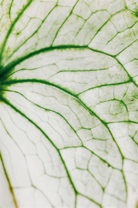Instagram 이야기 배경 Veined 구조 나뭇잎 녹색 녹색 패턴 녹지 디자인 디테일 리프 텍스처 매크로 미니멀리스트 디자인 미술 바탕화면