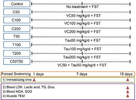 Schematic Workflow Of The Experiment Download Scientific Diagram