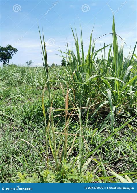 Plantenziekte Sugarcane Smut Symptoom Stock Afbeelding Image Of